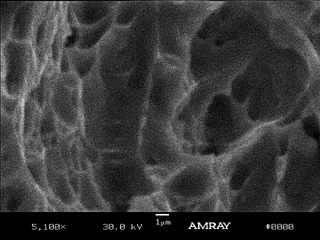 Scanning Electron Microscope – cloning