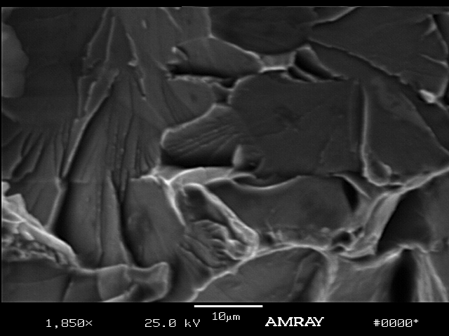 Scanning Electron Microscope – cloning