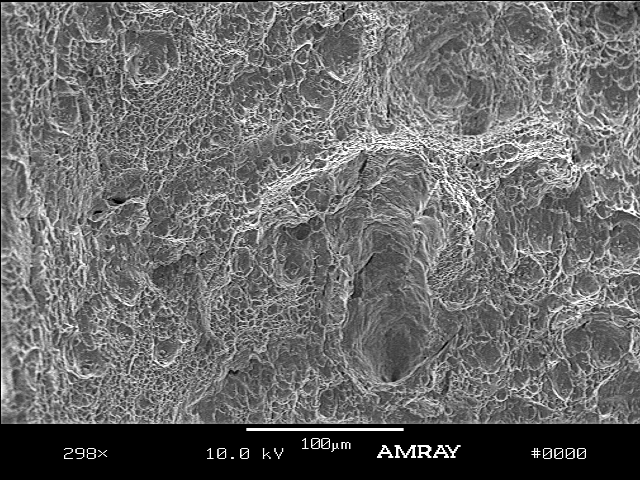 Scanning Electron Microscope – cloning