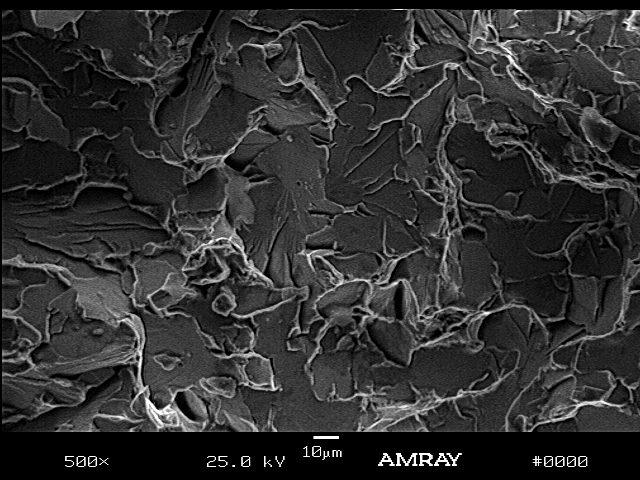Scanning Electron Microscope – cloning